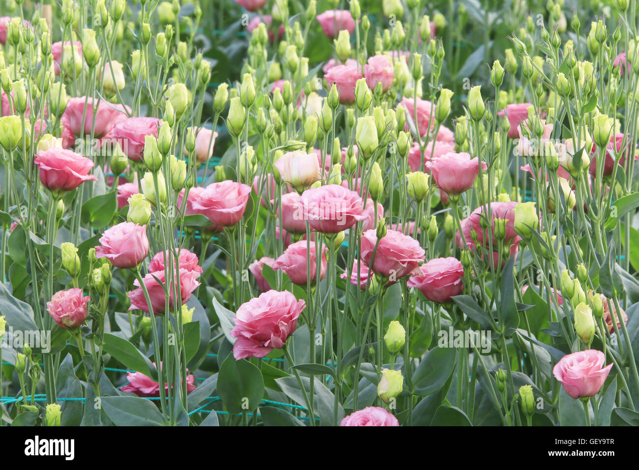Beautiful white eustoma flowers in greenhouse Stock Photo - Alamy