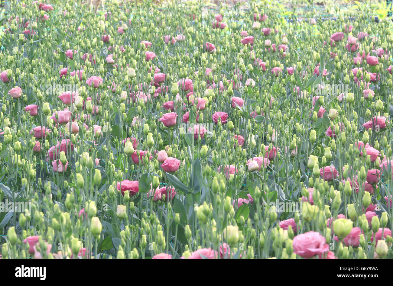 Beautiful white eustoma flowers in greenhouse Stock Photo - Alamy
