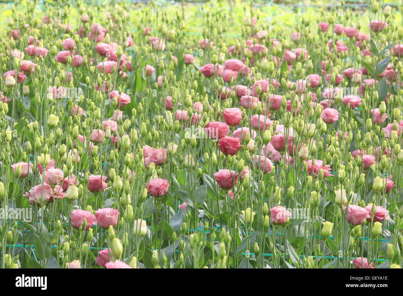Beautiful white eustoma flowers in greenhouse Stock Photo - Alamy
