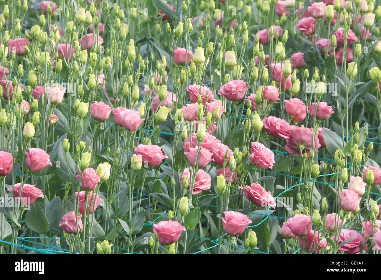 Beautiful white eustoma flowers in greenhouse Stock Photo - Alamy