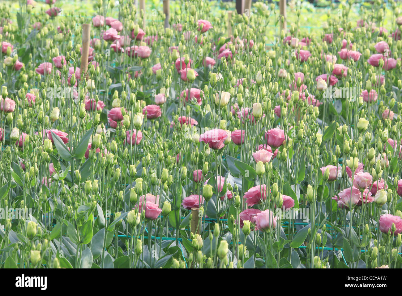Beautiful white eustoma flowers in greenhouse Stock Photo - Alamy