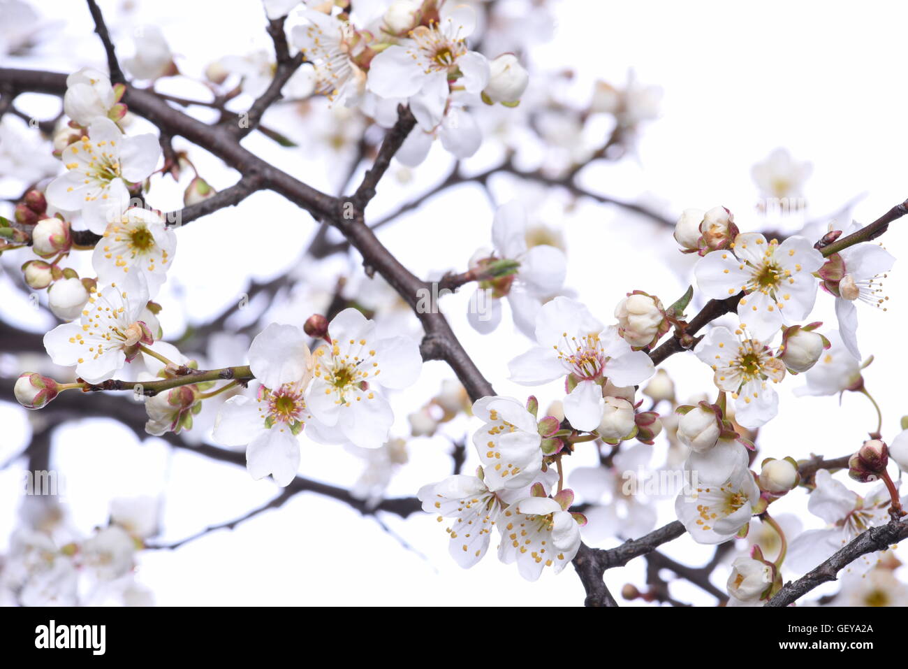 Blooming tree branches with white flowers Stock Photo - Alamy