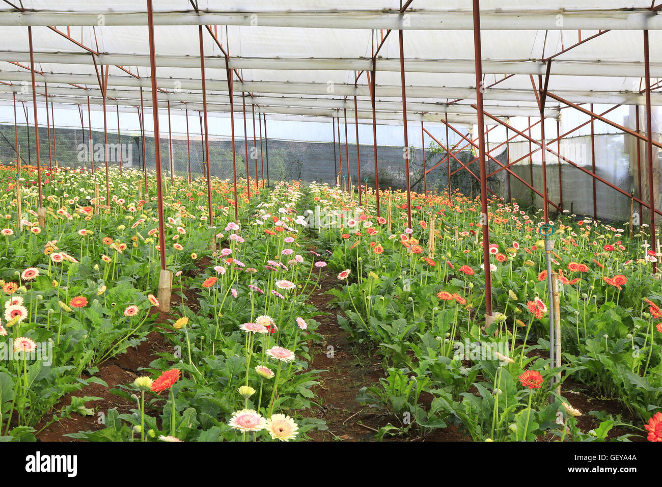 Gerberas in greenhouse hi-res stock photography and images - Alamy