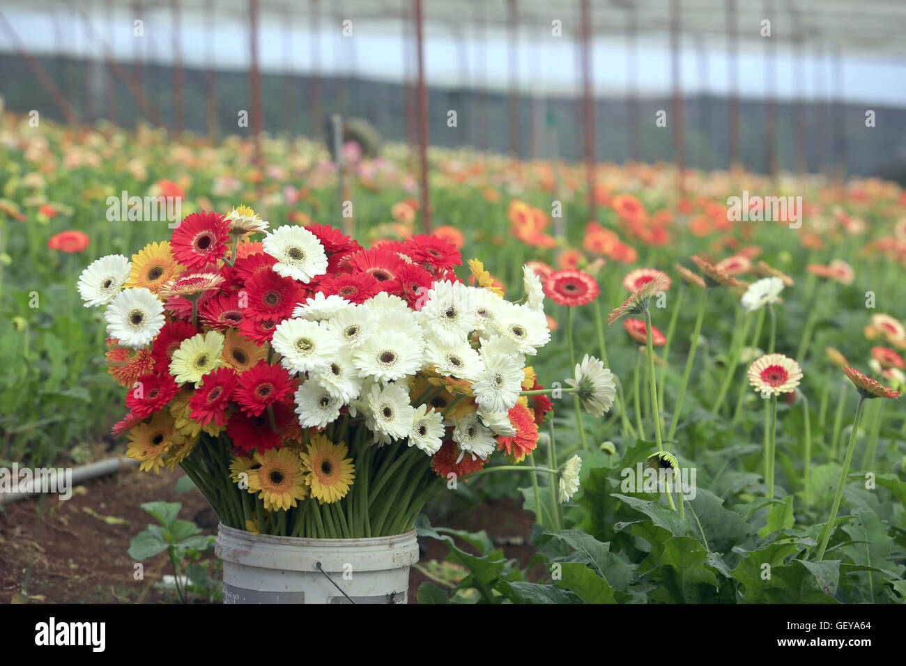 Gerberas in greenhouse hi-res stock photography and images - Alamy