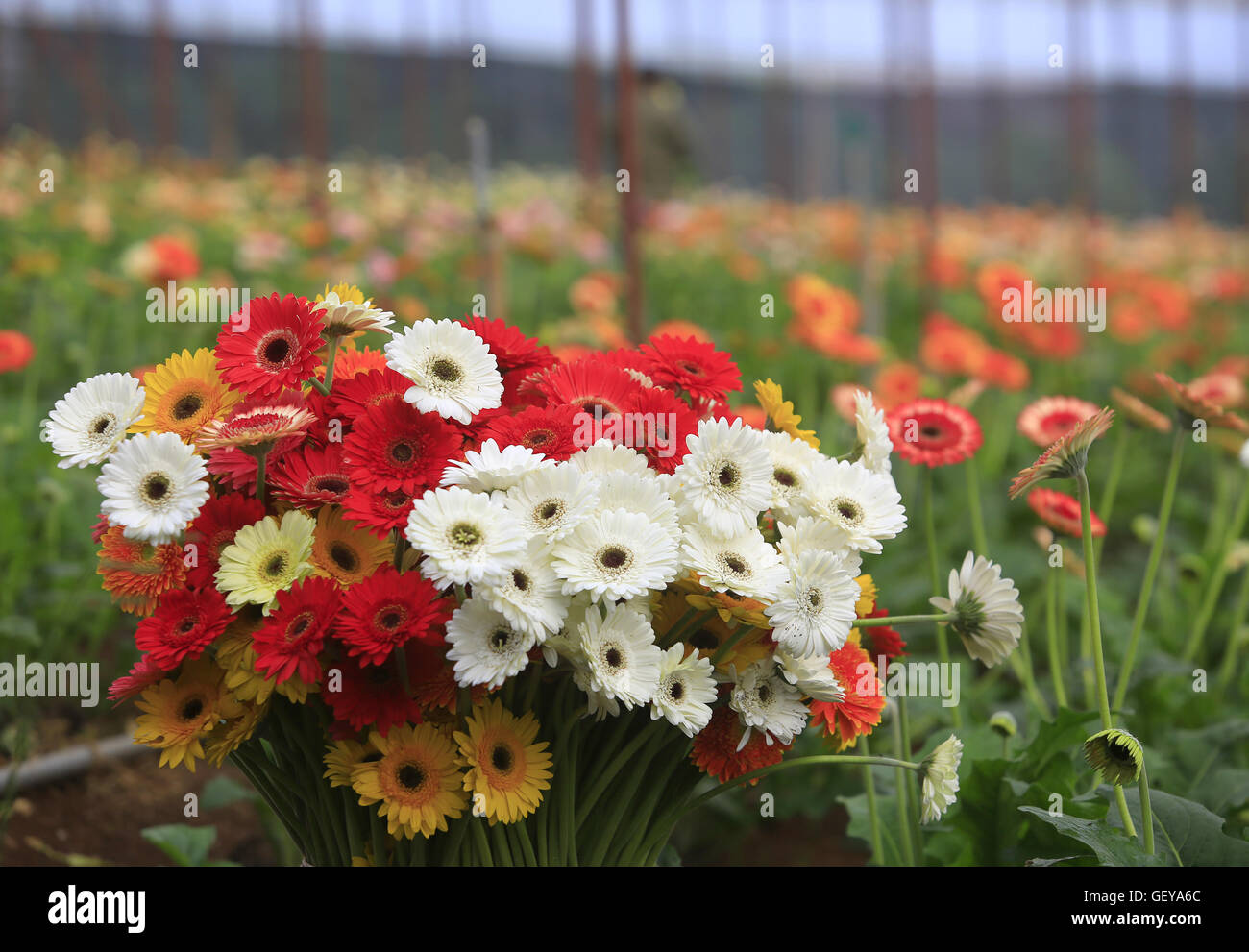Gerberas grow in greenhouse Stock Photo - Alamy