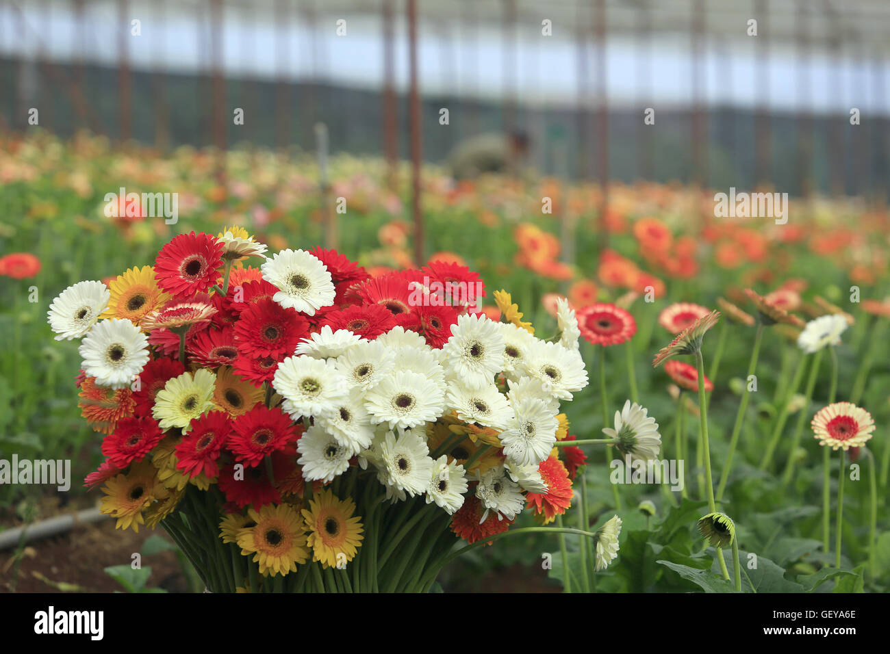 Gerberas grow in greenhouse Stock Photo - Alamy