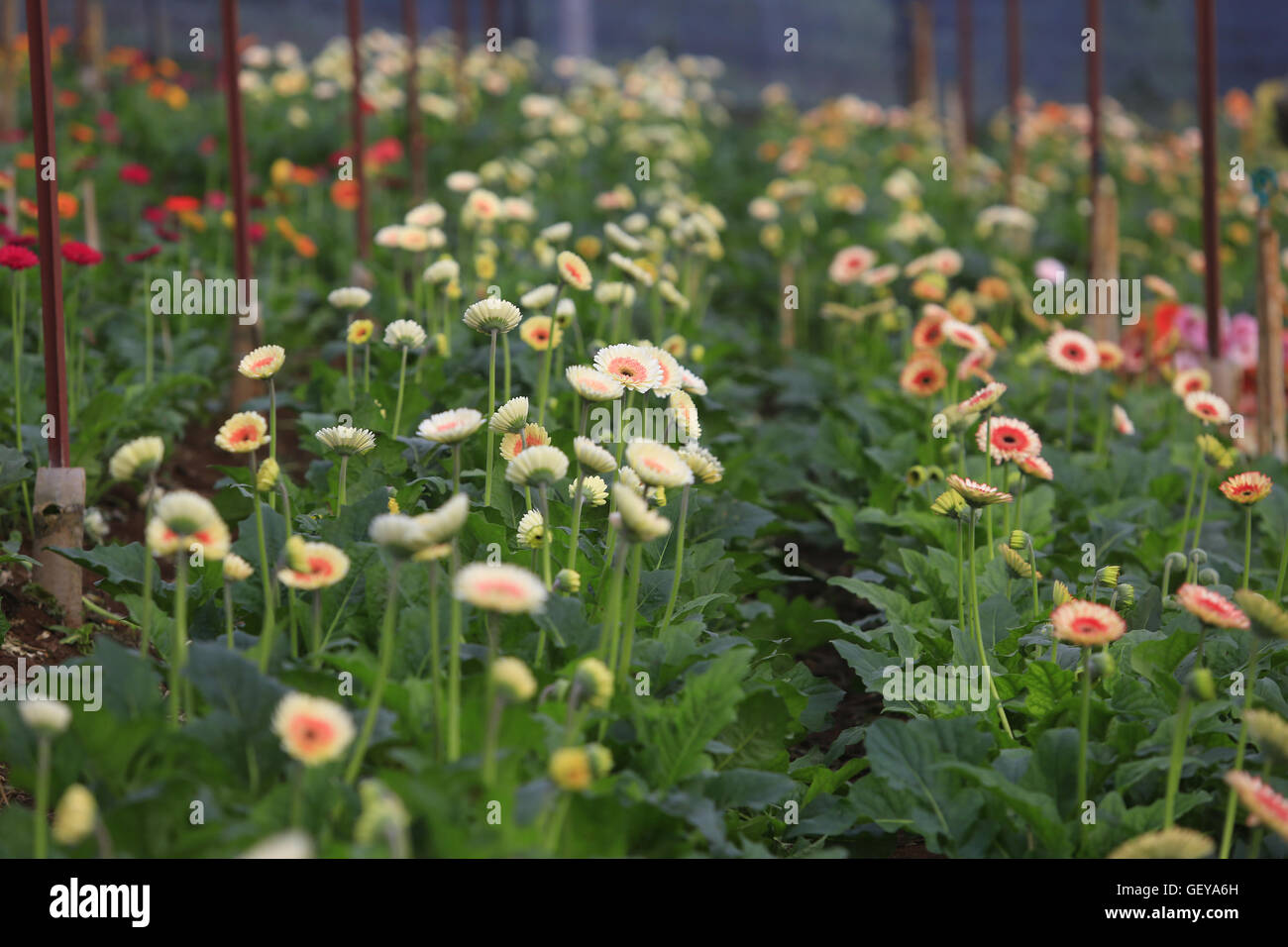 Gerberas grow in greenhouse Stock Photo - Alamy
