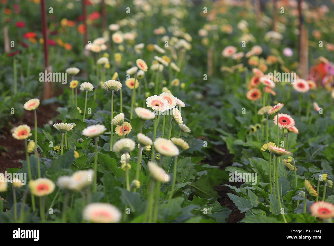 Gerberas grow in greenhouse Stock Photo - Alamy
