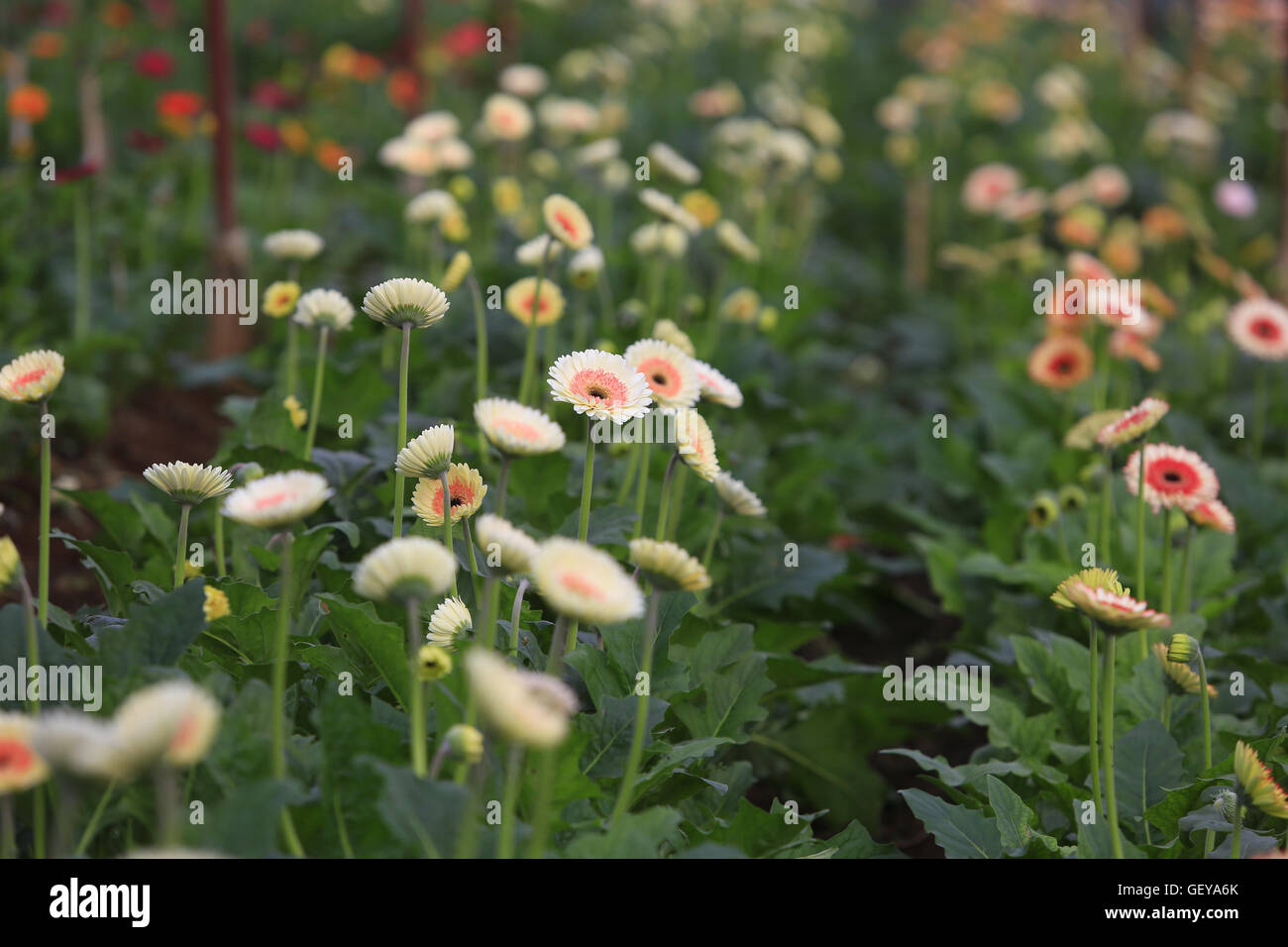 Gerberas in greenhouse hi-res stock photography and images - Alamy