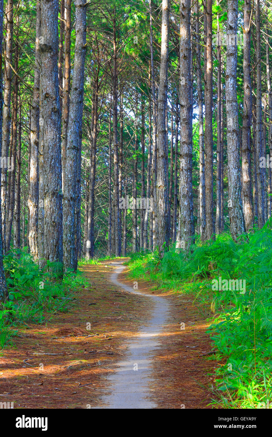 Beautiful path through pine forest Stock Photo - Alamy