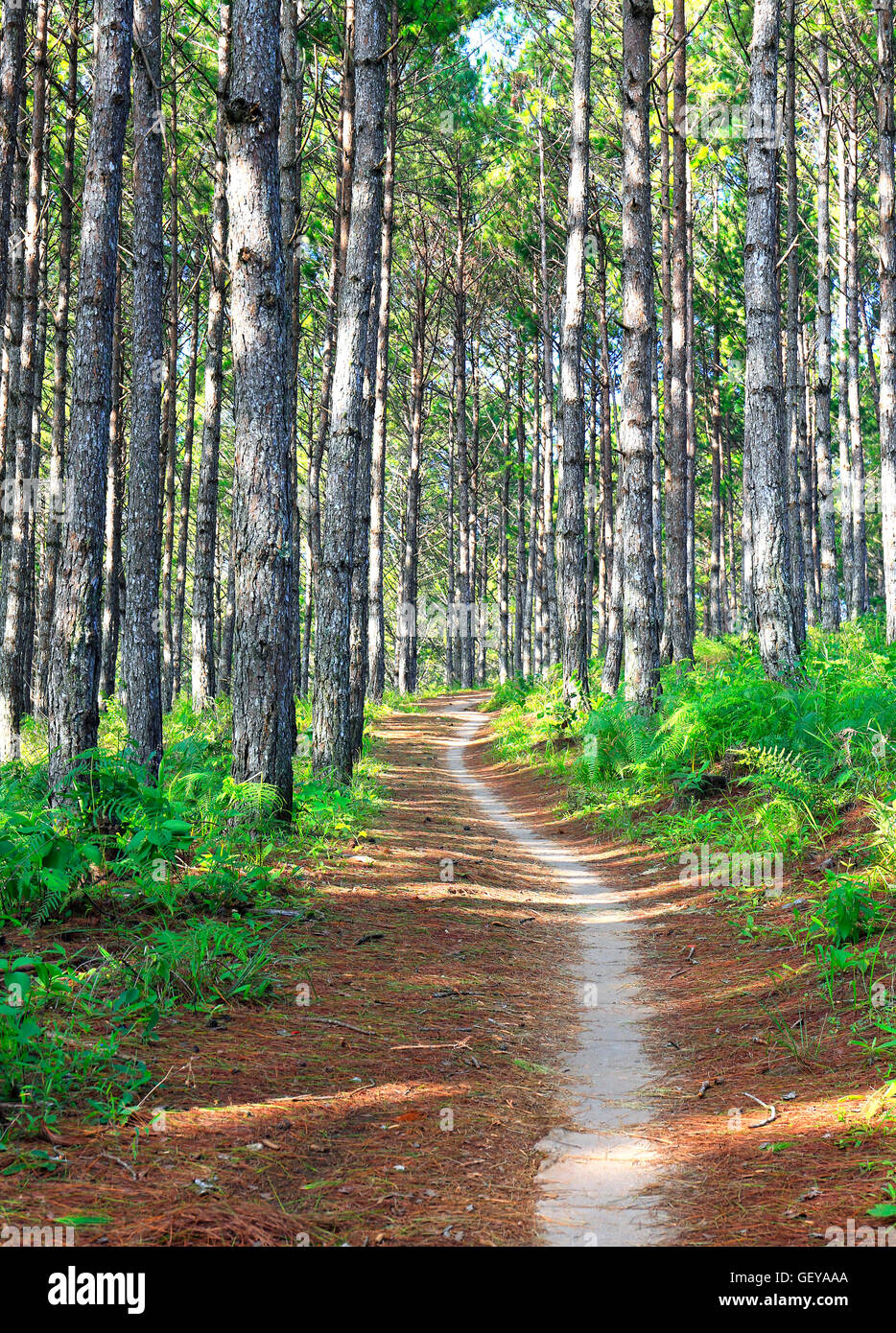Beautiful path through pine forest Stock Photo - Alamy