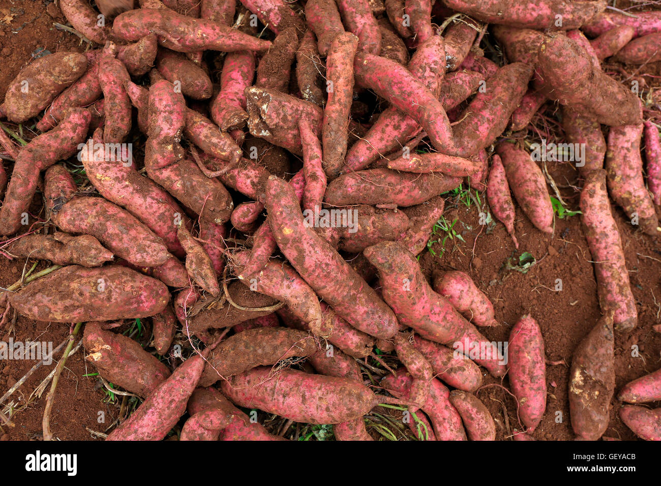 Yam field hi-res stock photography and images - Alamy