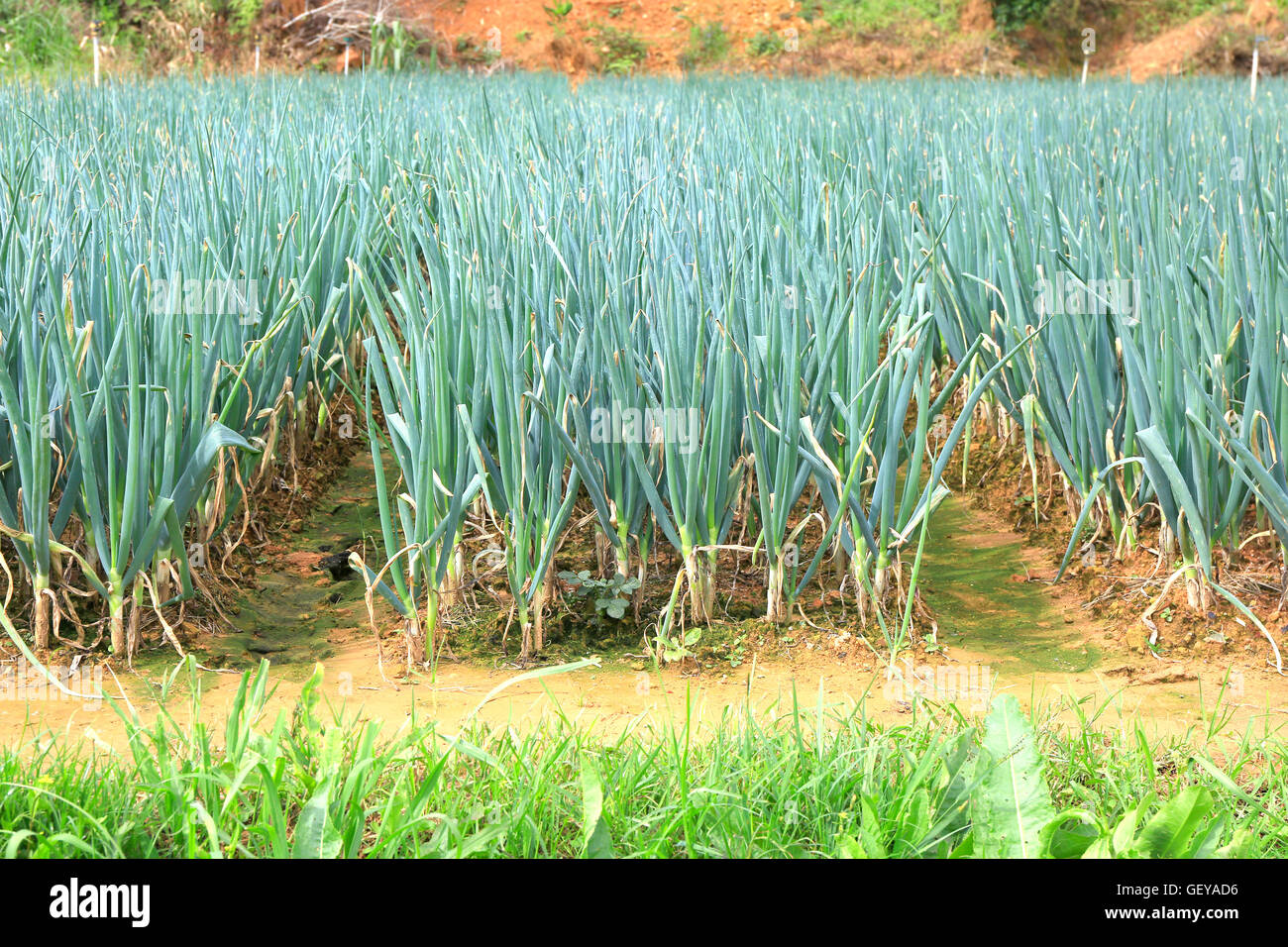 fields of onion Stock Photo - Alamy