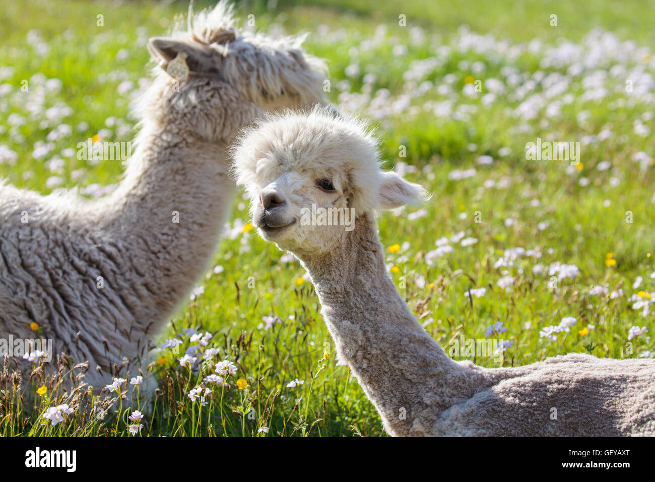 Alpaca wool hi-res stock photography and images - Alamy