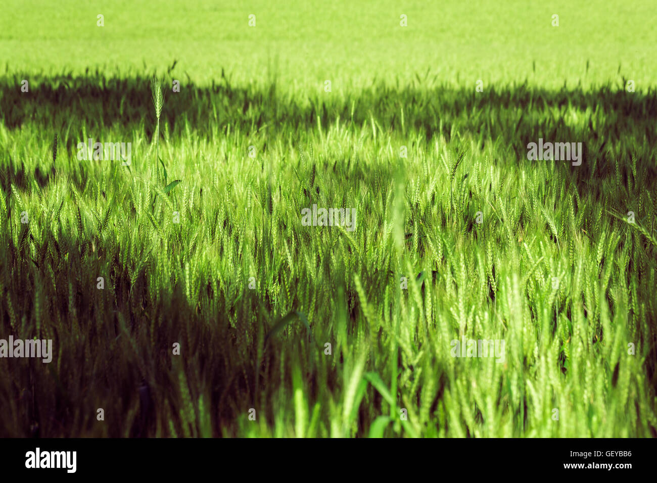 Wheat crops growing field sky cereal plant hi-res stock photography and ...