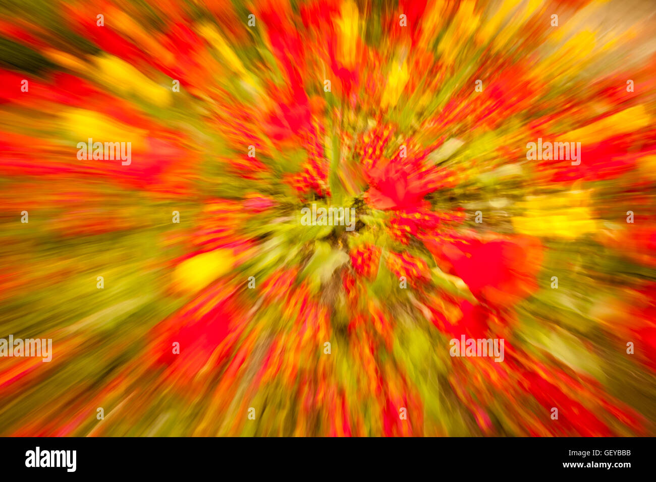 Zooming effect of colorful flowers in spring Stock Photo - Alamy