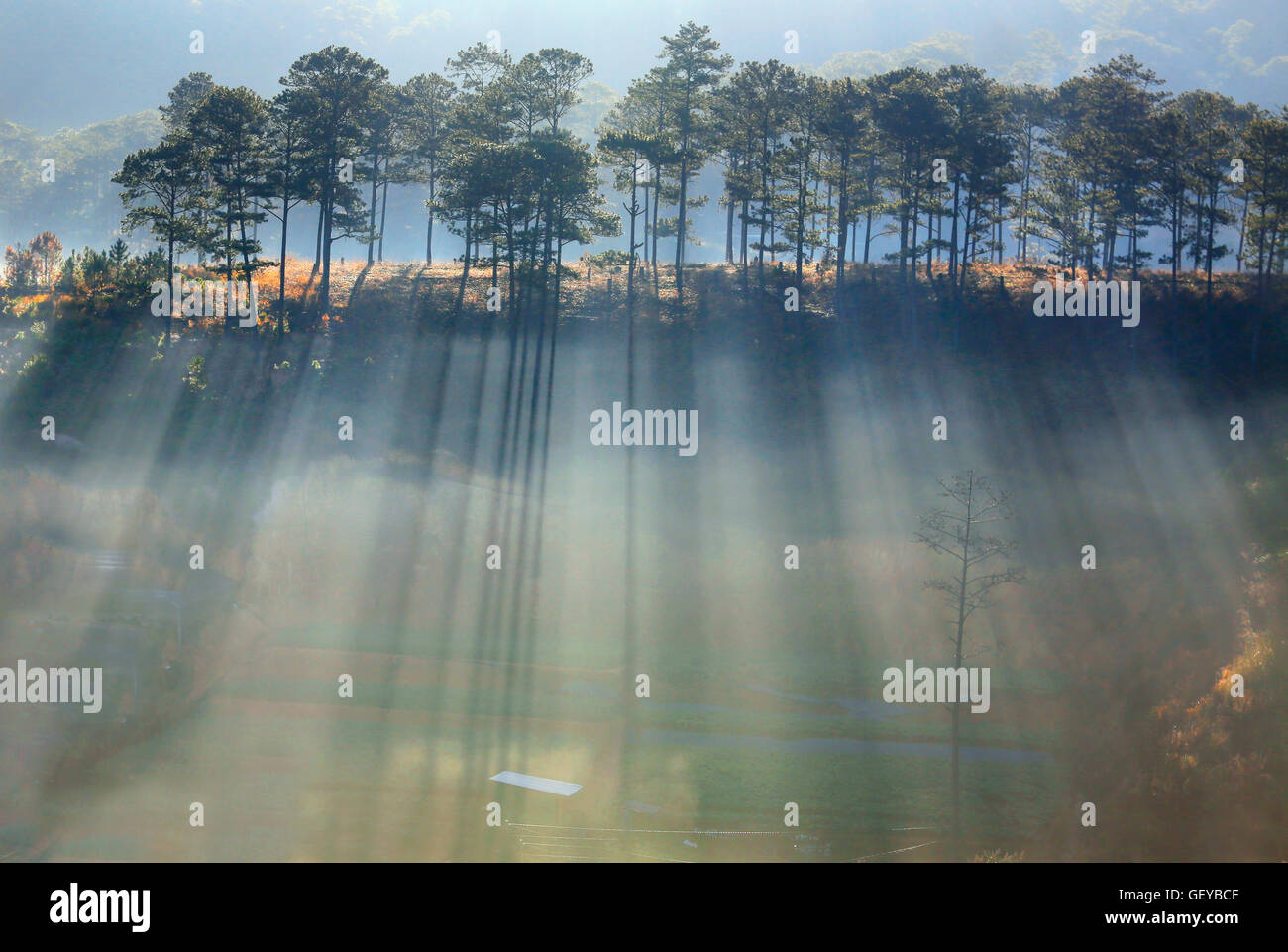 Fantastic foggy forest with pine tree in the sunlight. Sun beams ...