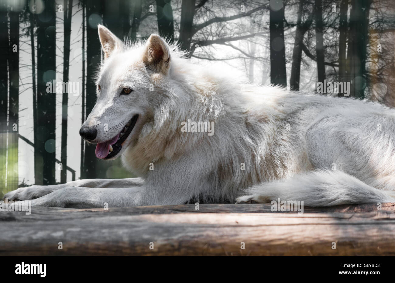 wild animal arctic white wolf lying close-up Stock Photo - Alamy