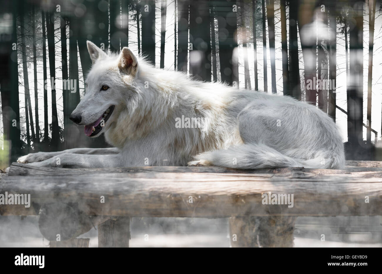 Arctic timber wolf hi-res stock photography and images - Alamy