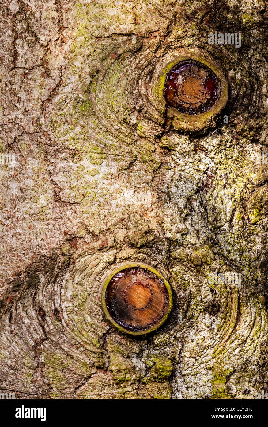 Patterned green tree bark hi-res stock photography and images - Alamy