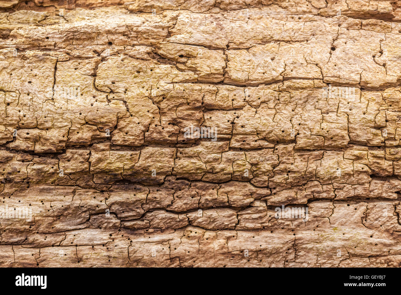Close up tree bark pattern and texture Stock Photo - Alamy