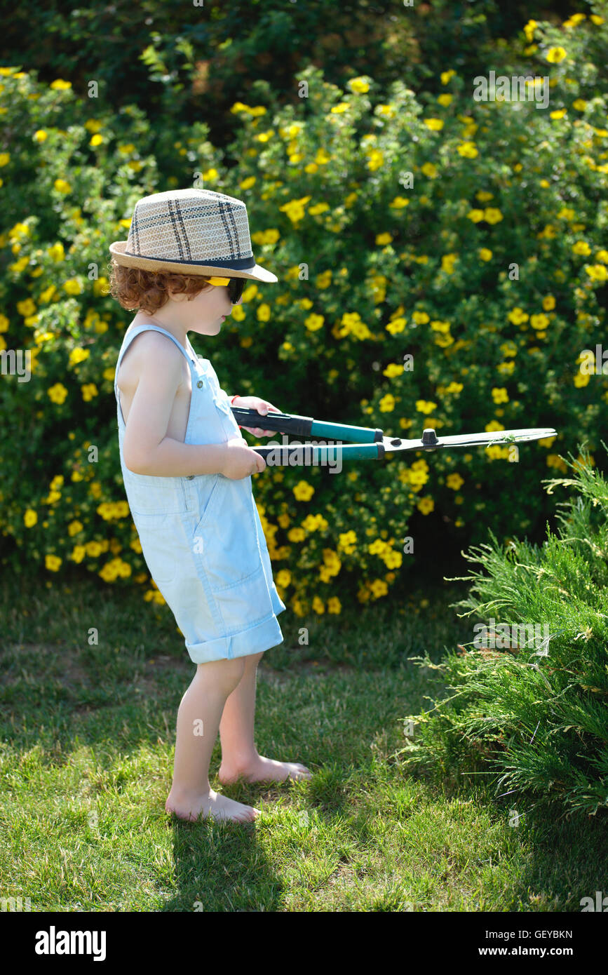 boy cuts off branches of the shrub shears Stock Photo - Alamy