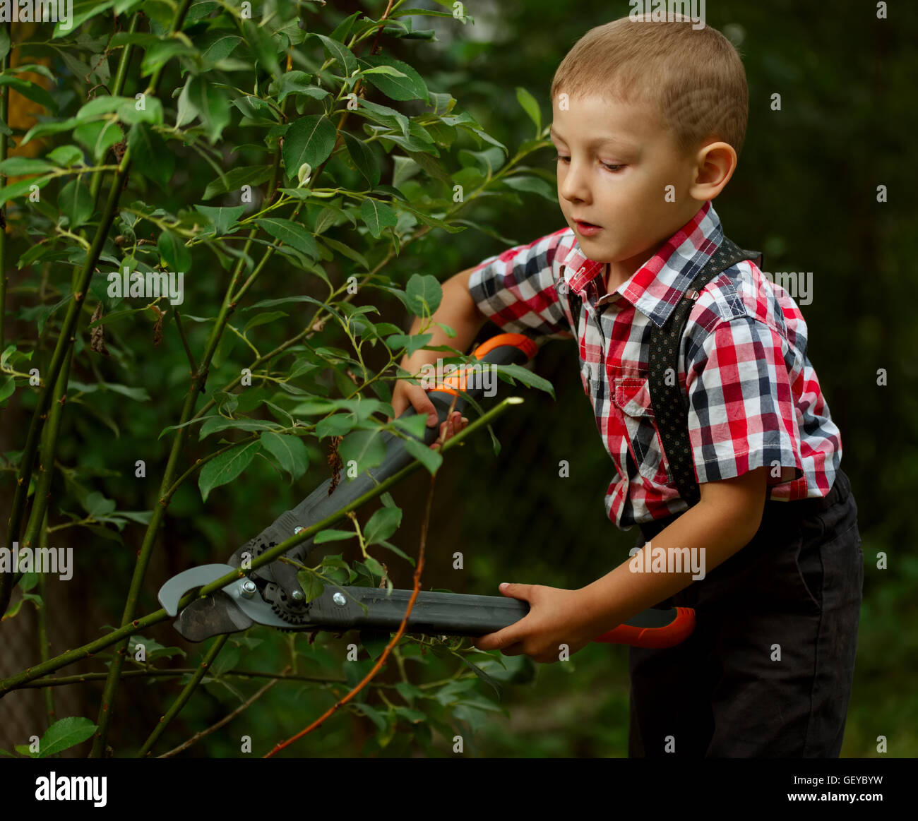 boy cuts off branches of the shrub Stock Photo - Alamy