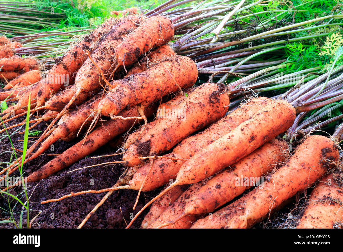 harvest of carrots in field Stock Photo - Alamy