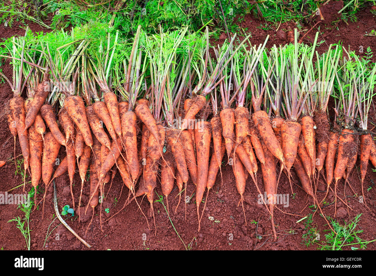 harvest of carrots in field Stock Photo - Alamy