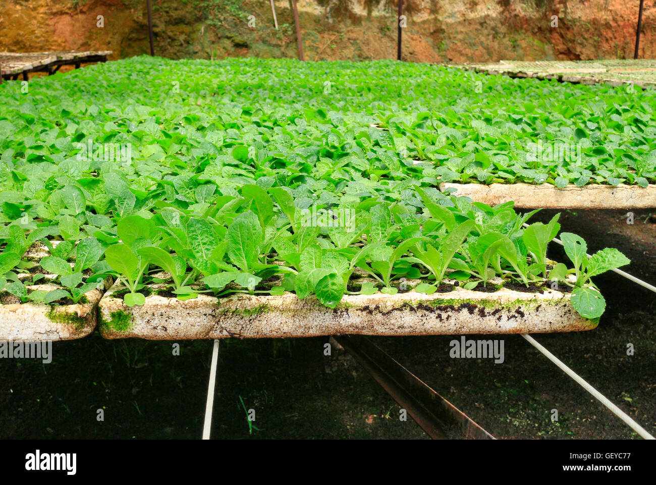 VEGETABLE NURSERY FARM PLANTING IN GREENHOUSE Stock Photo - Alamy