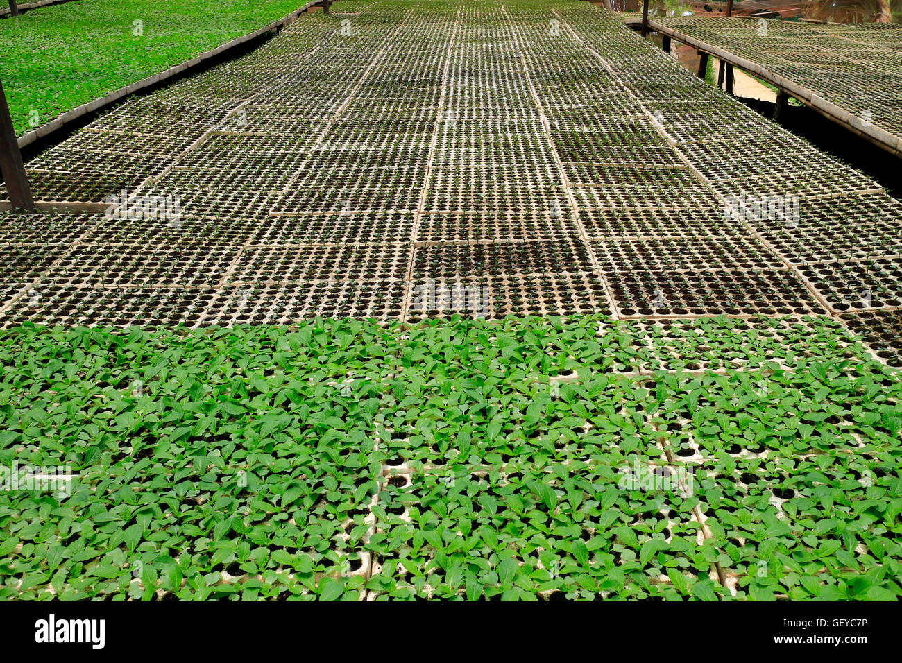VEGETABLE NURSERY FARM PLANTING IN GREENHOUSE Stock Photo - Alamy