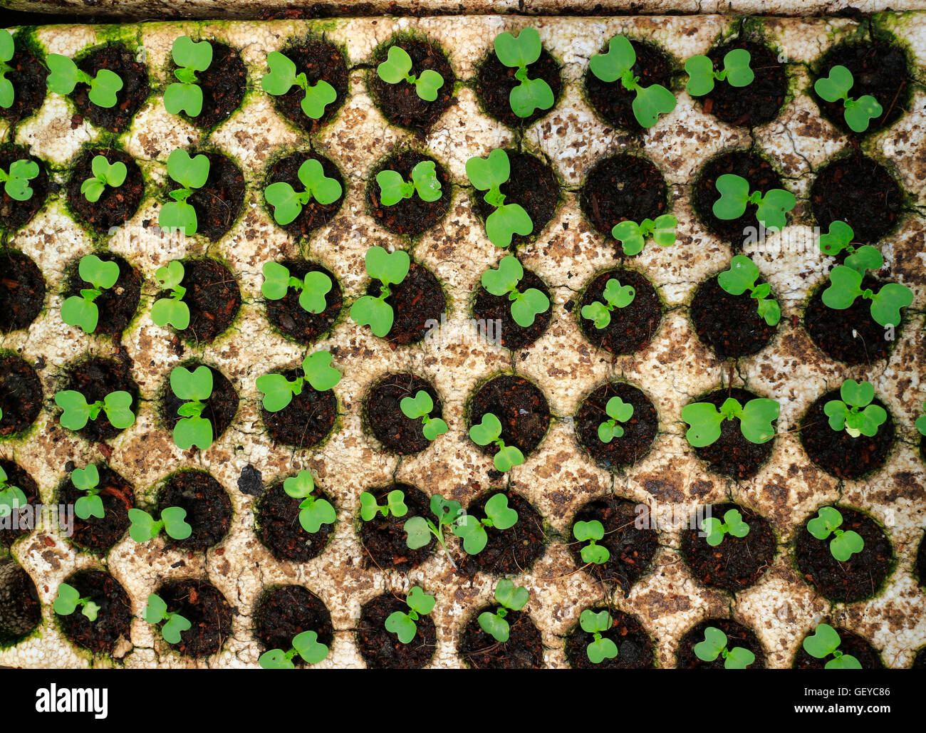 VEGETABLE NURSERY FARM PLANTING IN GREENHOUSE Stock Photo - Alamy