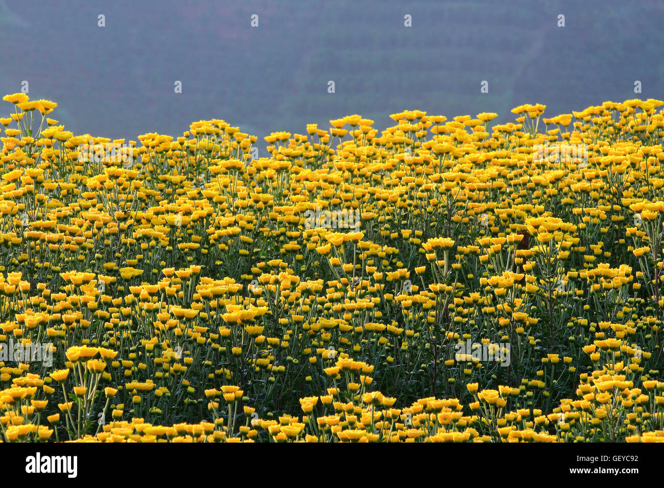 yellow flowers field Stock Photo - Alamy