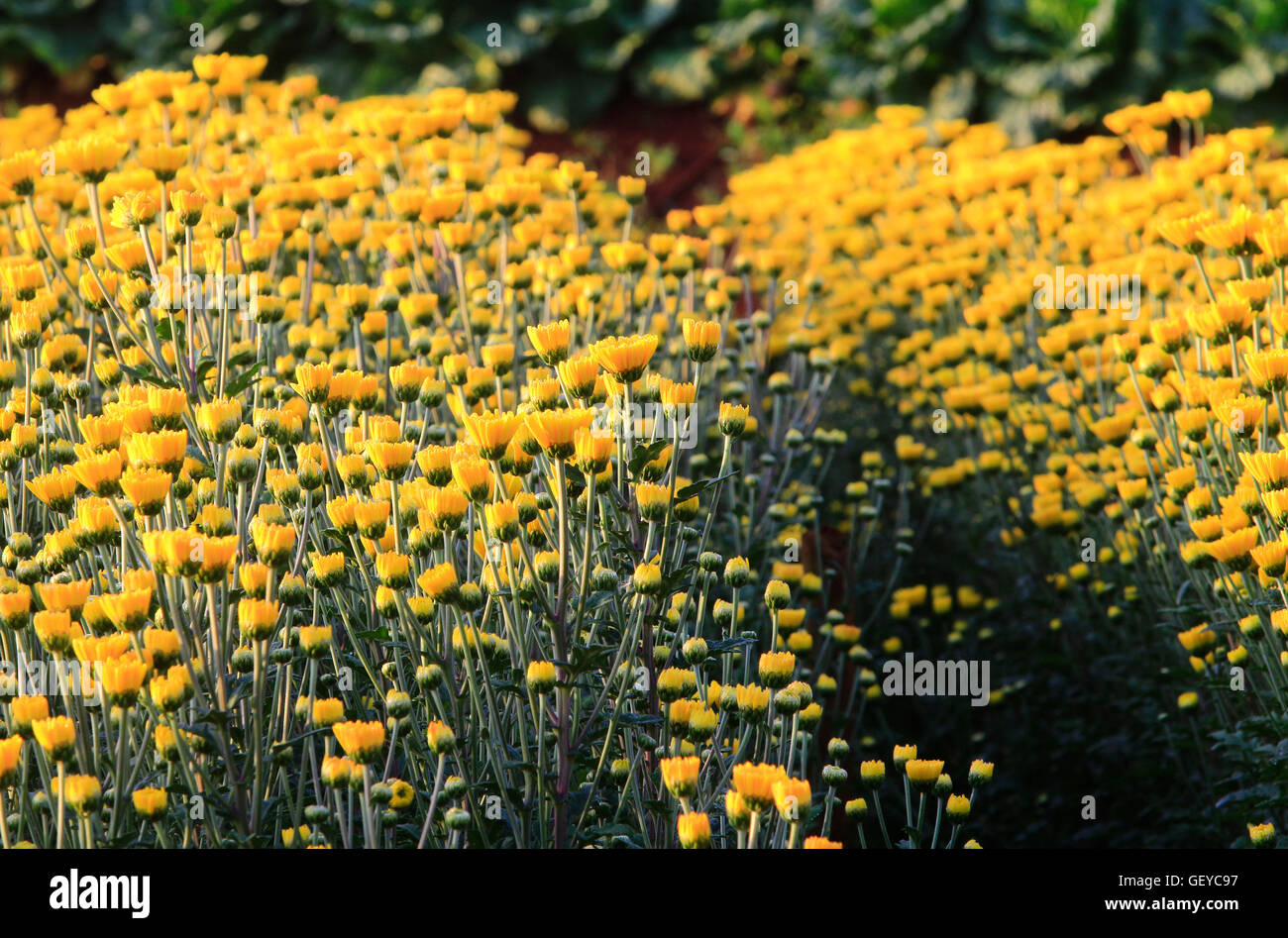 yellow flowers field Stock Photo - Alamy
