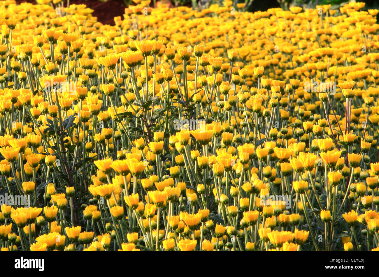 yellow flowers field Stock Photo - Alamy