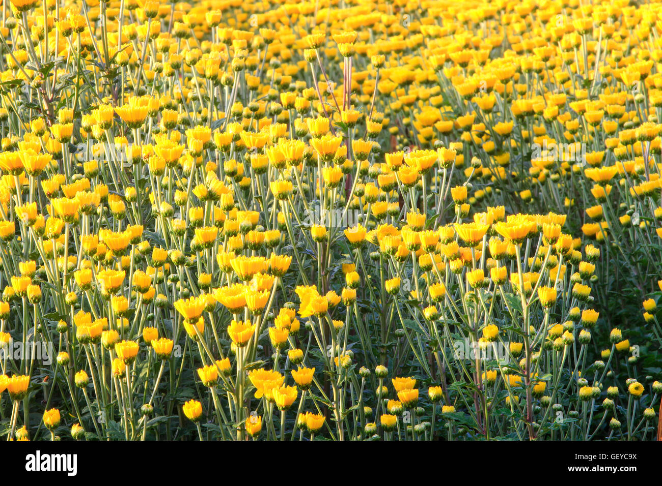 yellow flowers field Stock Photo - Alamy