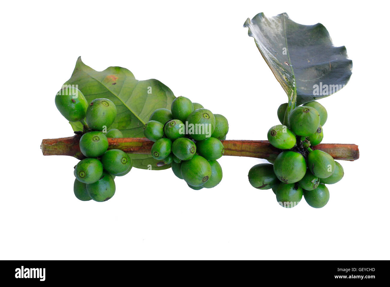 Coffee tree with coffee bean on cafe plantation Stock Photo - Alamy