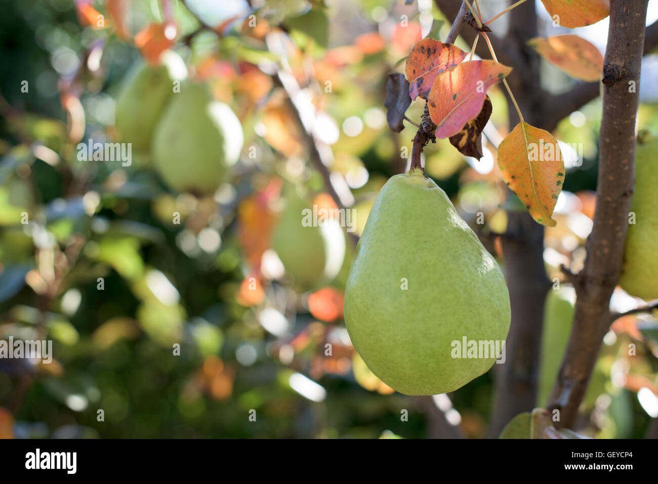 Fall harvest of pears hi-res stock photography and images - Alamy