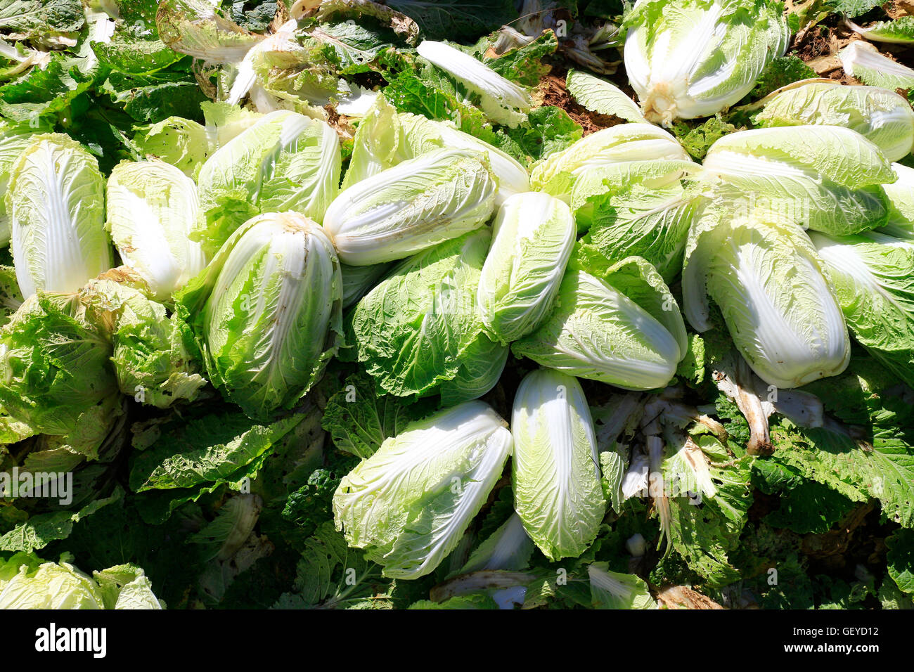 Oganic food napa, nappa, or Chinese cabbage array in rows on market ...