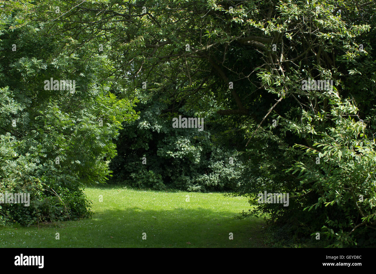 Archway of branches hi-res stock photography and images - Alamy
