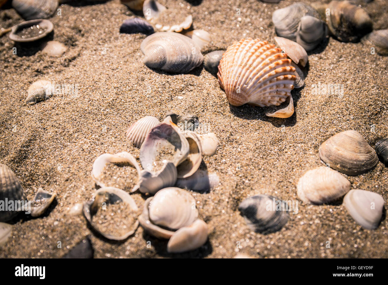 On the seashore hi-res stock photography and images - Alamy