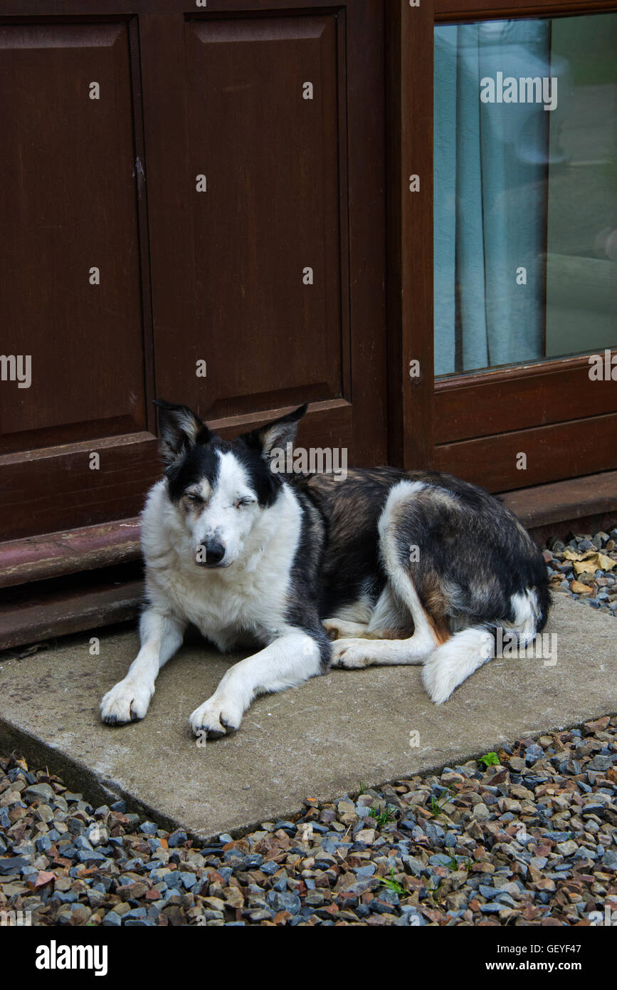 Dometic animals hi-res stock photography and images - Alamy