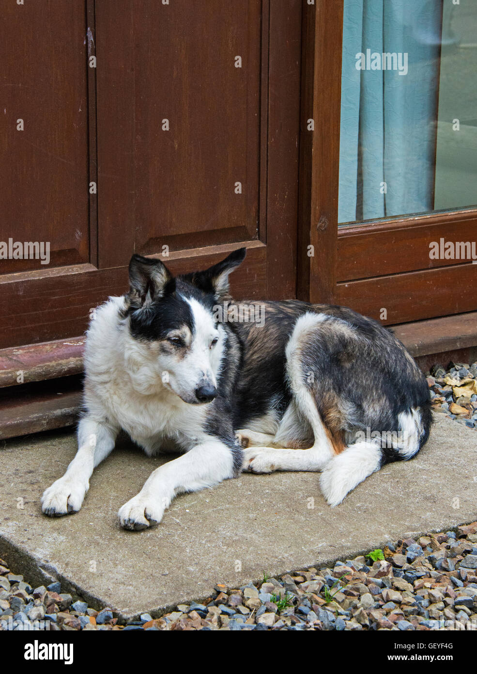 'Patch'. a purebred collie dog Stock Photo - Alamy