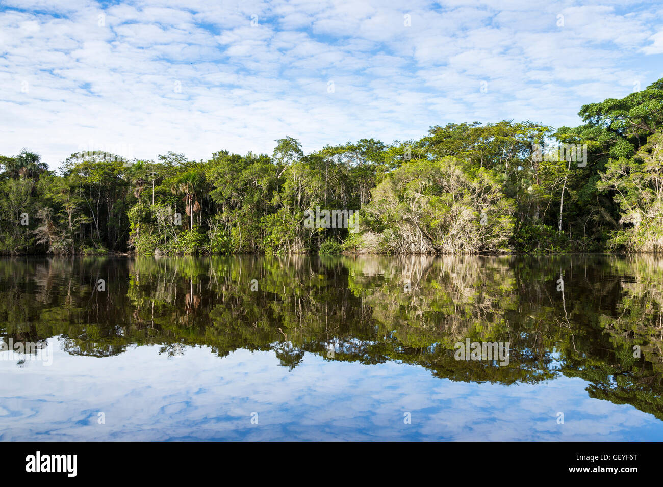 Amazonian tropical rain forest reflected in Garzacocha Logoon at La ...