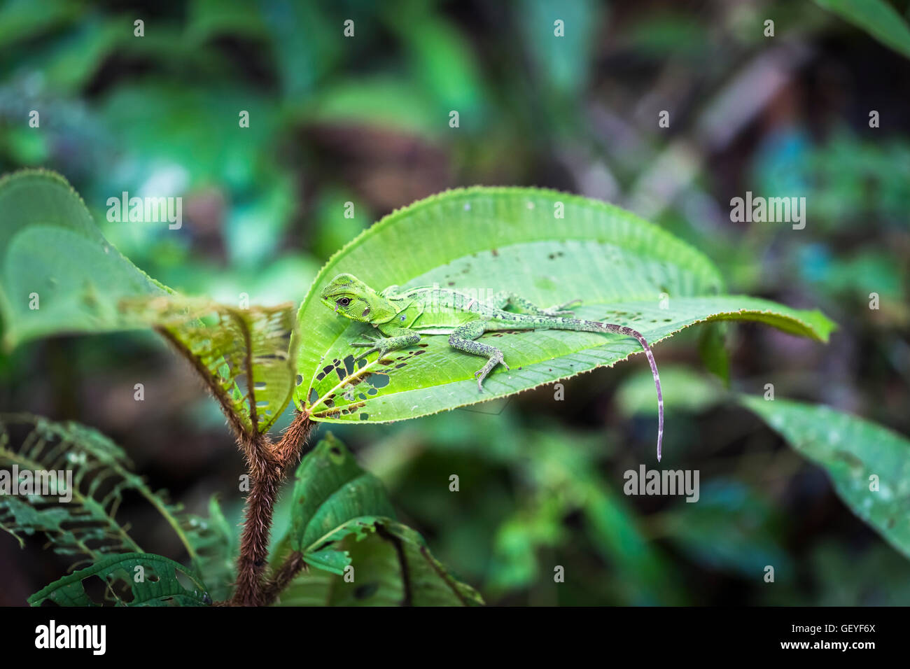 Well camouflaged green Amazon Forest Dragon (Enyalioides laticeps ...