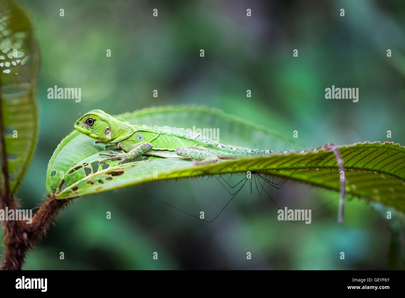 Well camouflaged green Amazon Forest Dragon (Enyalioides laticeps ...