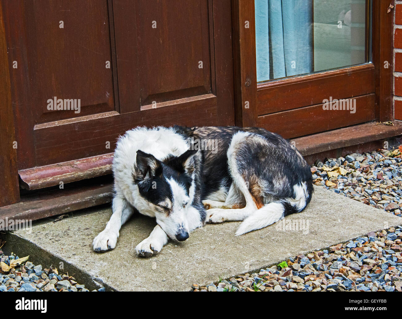 'Patch' a purebred collie Stock Photo - Alamy