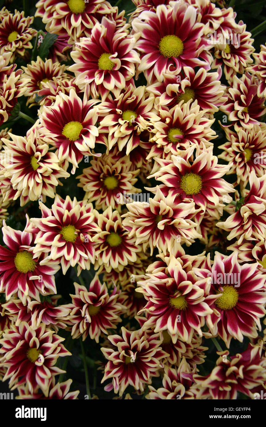 Red beige cream hi-res stock photography and images - Alamy