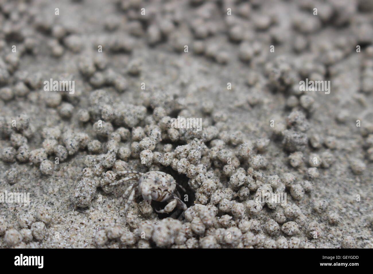 Tiny crab hi-res stock photography and images - Alamy