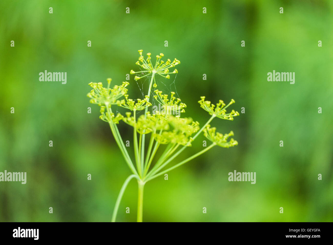 Close up dill growing in hi-res stock photography and images - Alamy